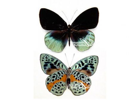 Eunica chlorochroa | Amazonian Butterflies
