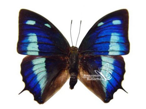 Anaea cyanea | Amazonian Butterflies