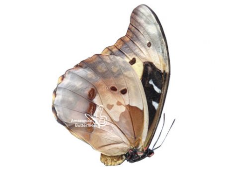 Morpho rethenor helena Female | Amazonian Butterflies